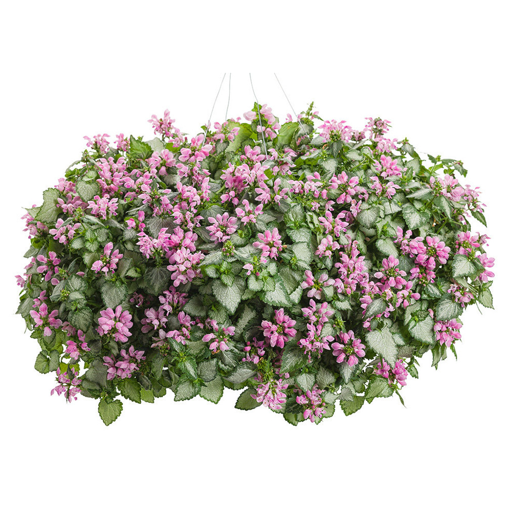 Lamium Pink Chablis / Foltos árvacsalán