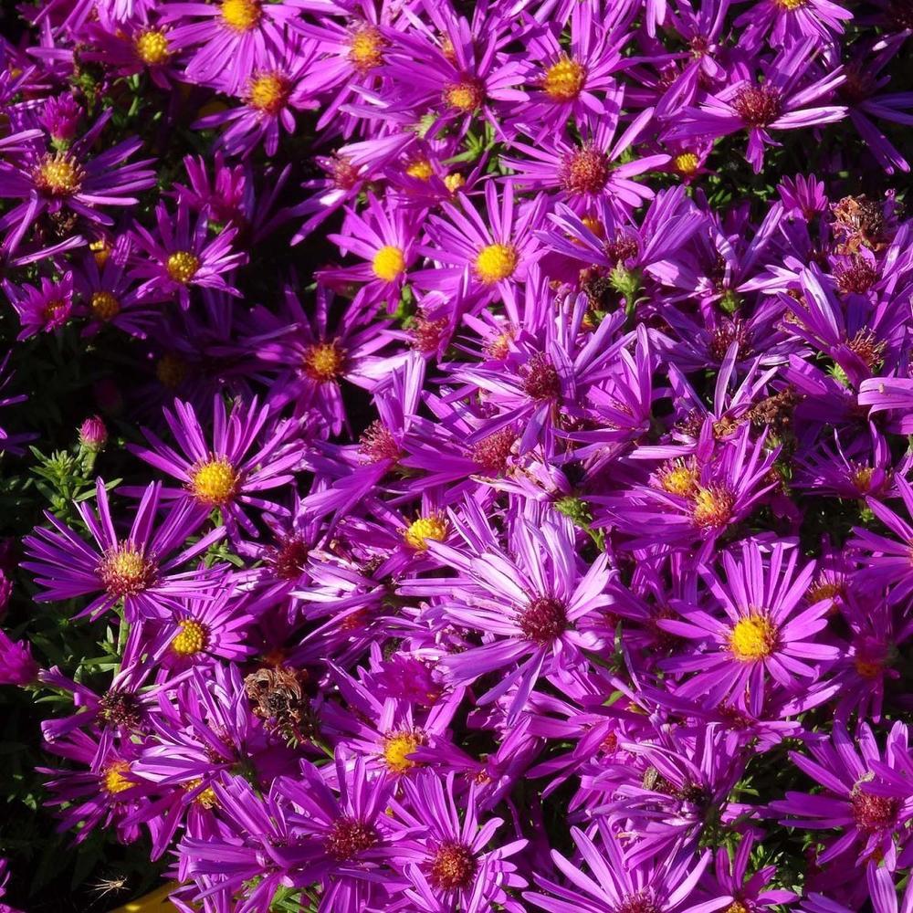 Aster dumosus 'Purple Diamond' / Törpe őszirózsa - Muskátli- és ...