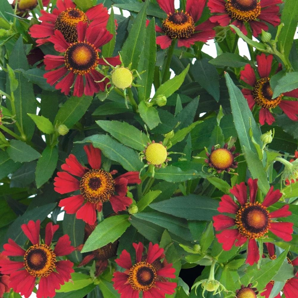 Helenium 'HELIAS Dark Red' / Napfényvirág - Helenium / Napfényvirág