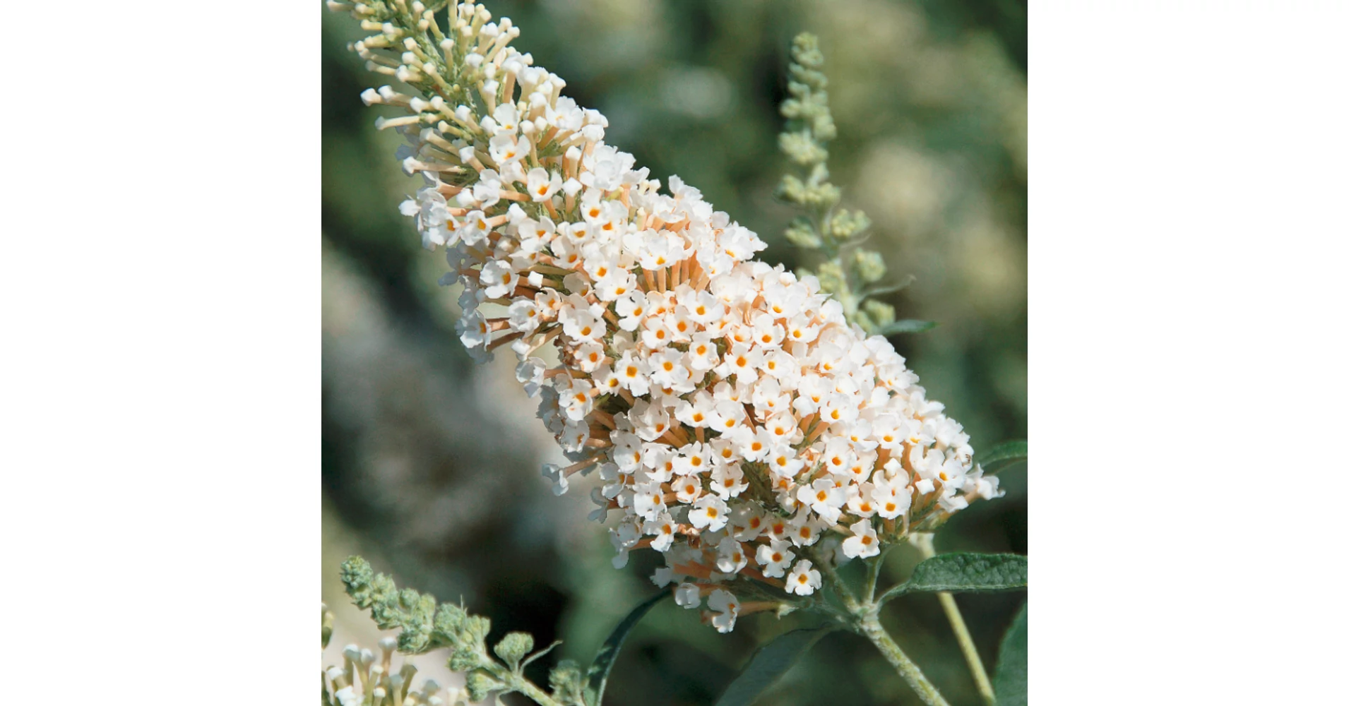 Buddleja BUZZ 'Ivory' / Nyári orgona - Muskátli- és balkonnövények ...