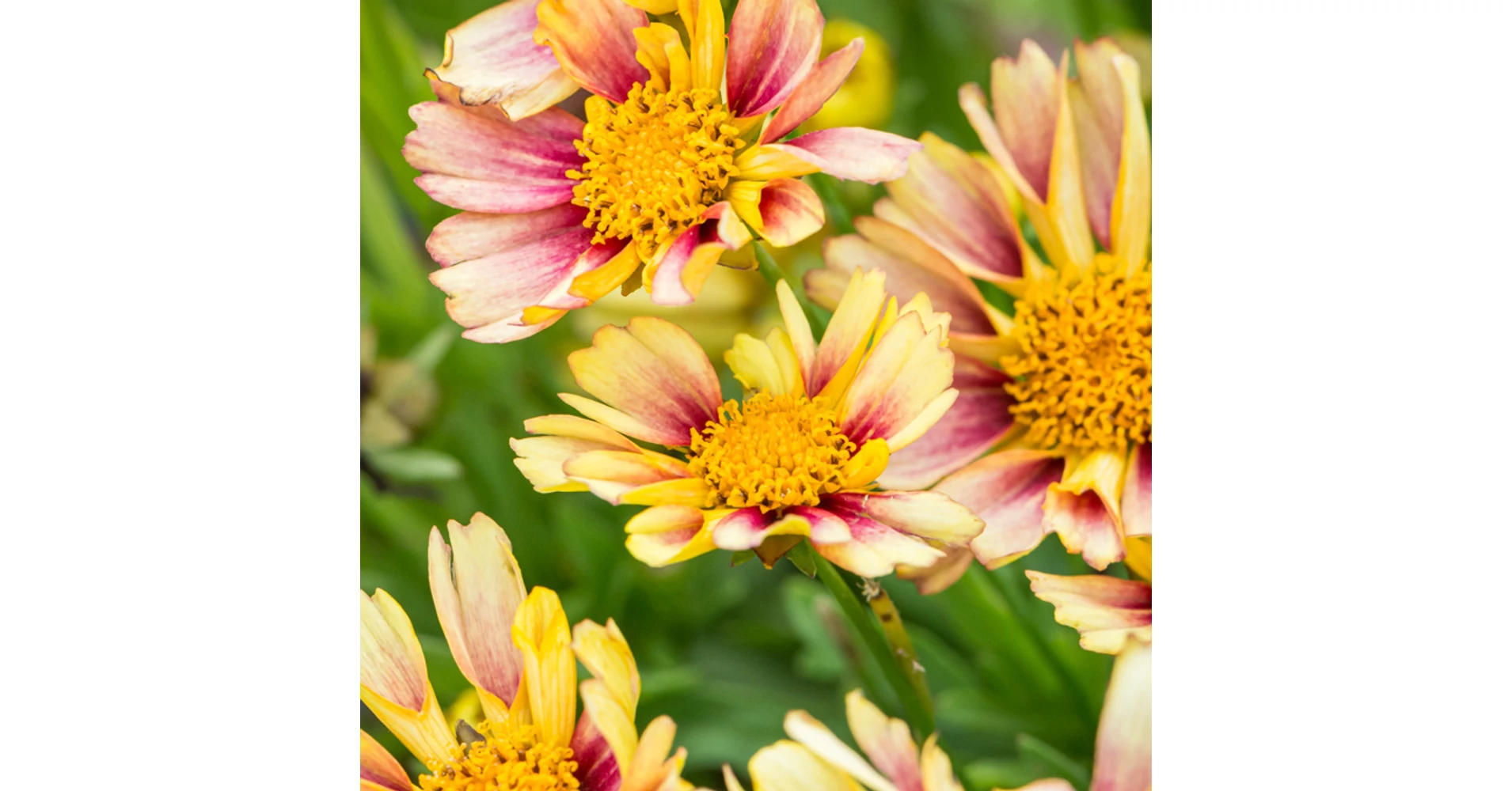 Coreopsis hybrida 'Solanna Sunset Burst' / Menyecskeszem - Muskátli- és ...