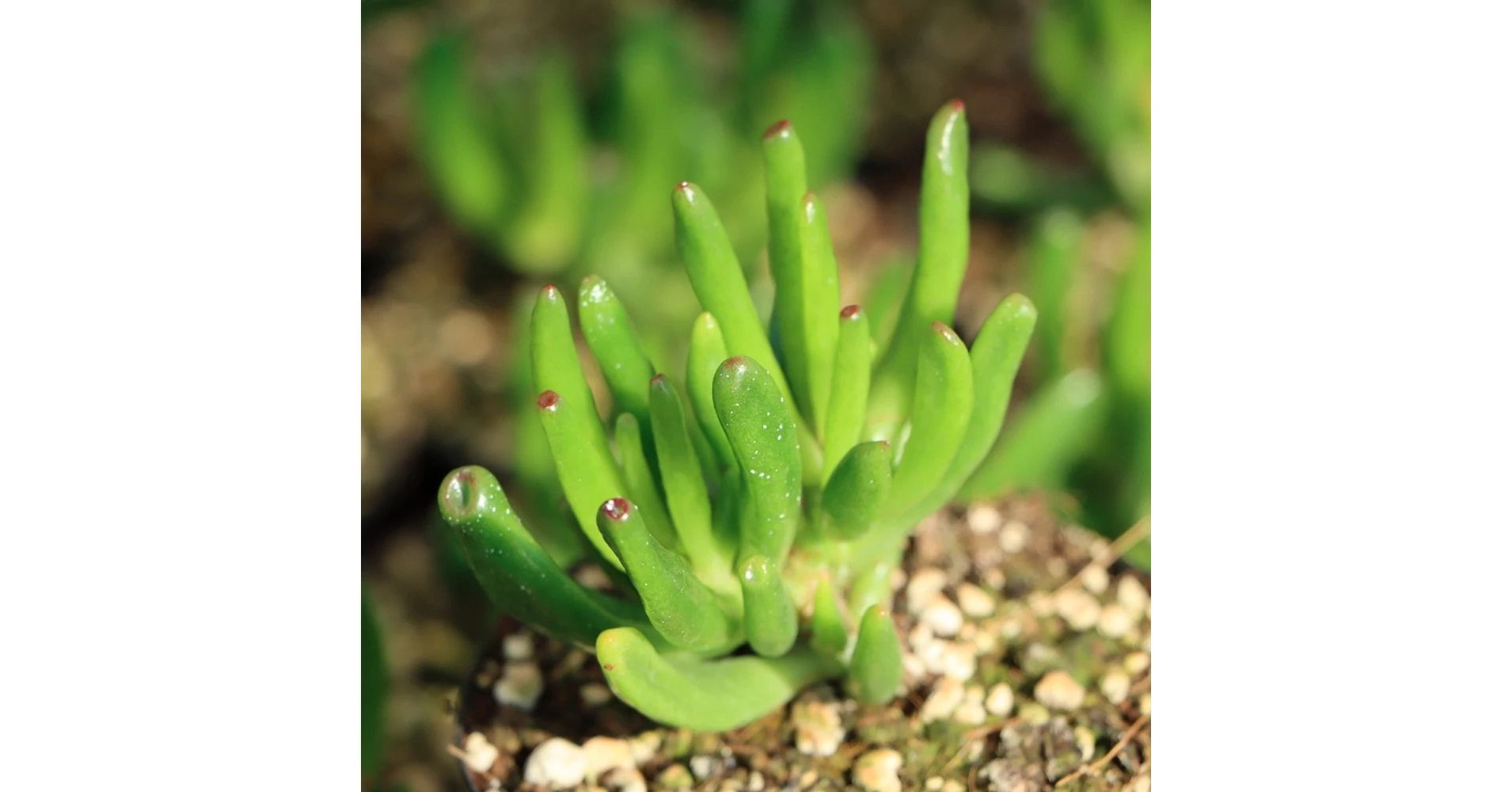 Crassula ovata 'Horn Tree' / Pozsgafa, majomfa - Muskátli- és ...