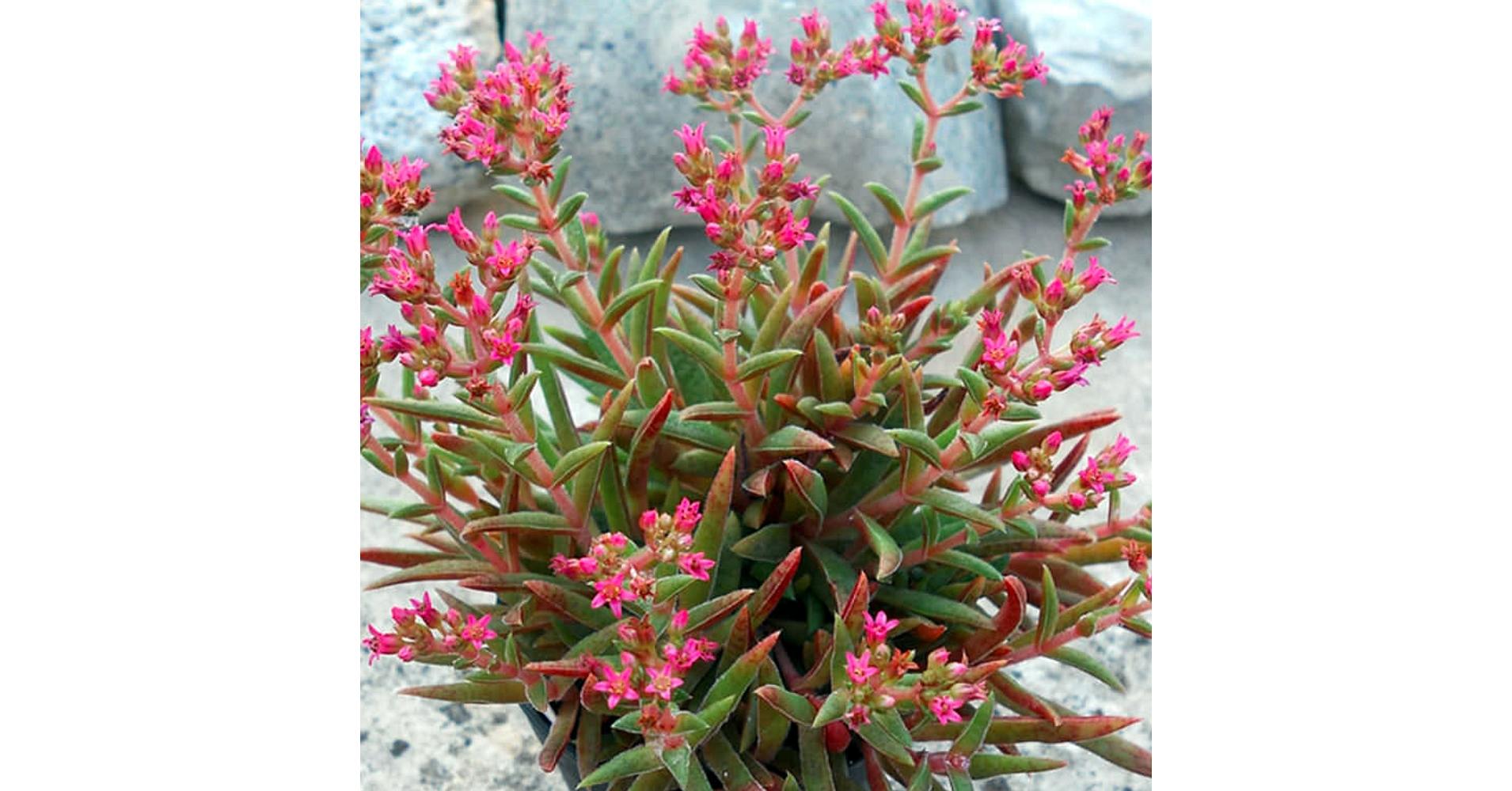 Crassula schmidtii / Pozsgafa, majomfa - Muskátli- és balkonnövények ...