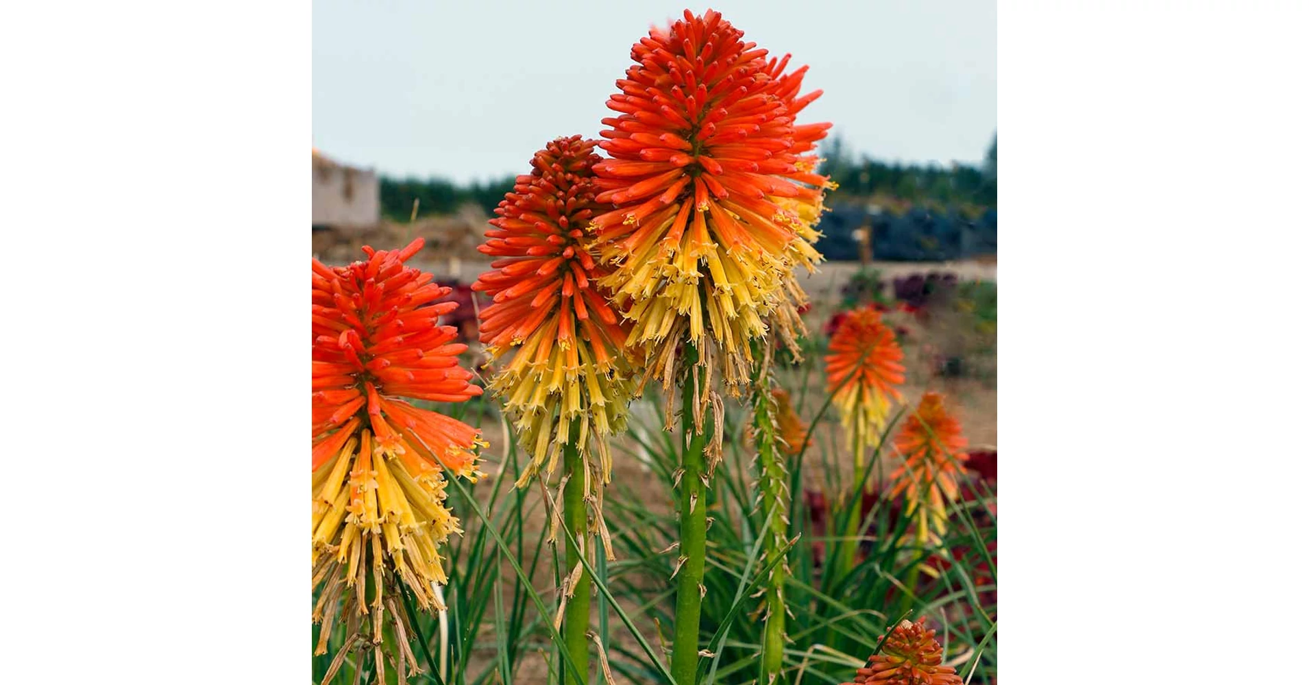 Kniphofia 'Poco Daybreak' / Fürtös fáklyaliliom - Muskátli- és ...