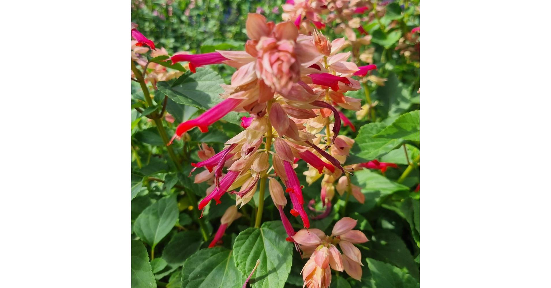 Salvia hybrida Rockin 'Red Flamingo' / Zsálya - Muskátli- és ...
