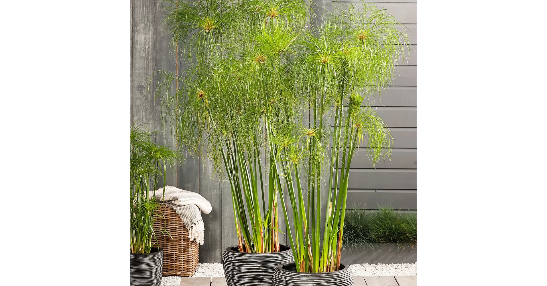 Cyperus papyrus 'Nofretete' / Törpe papírusz - Muskátli- és ...