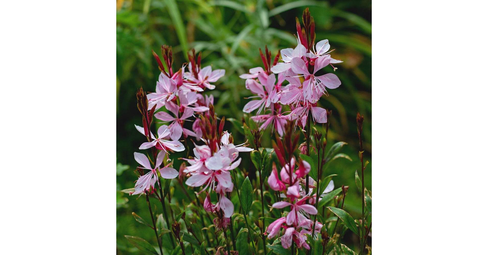 Gaura lindheimeri 'Steffi Blush Pink' / Évelő díszgyertya - Muskátli ...
