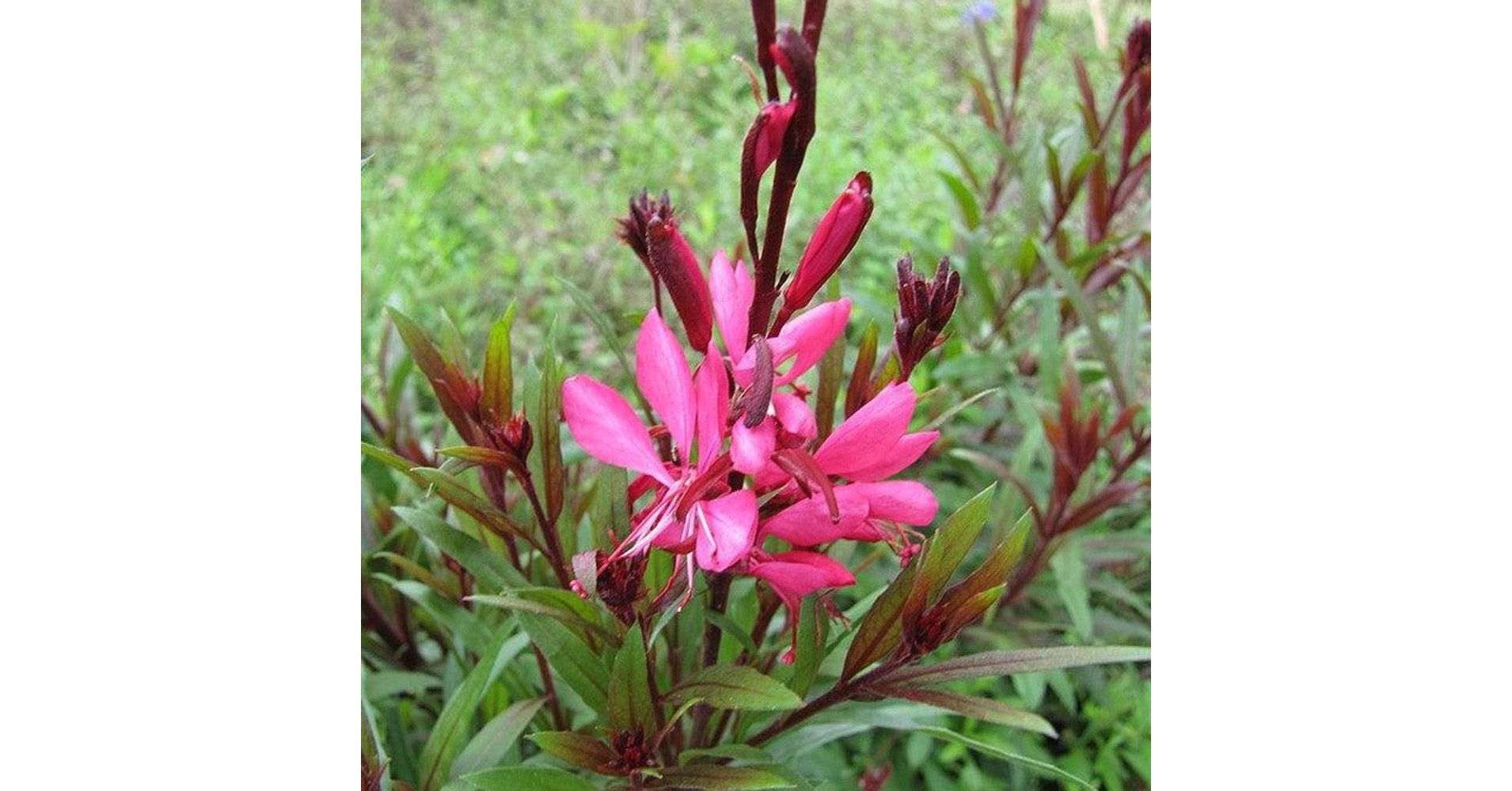 Gaura lindheimeri 'Steffi Dark Rose' / Évelő díszgyertya - Muskátli- és ...
