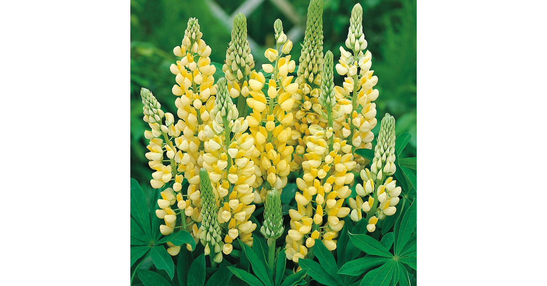 Lupinus polyphyllus 'Legendary Yellow Shades' / Erdei csillagfürt ...