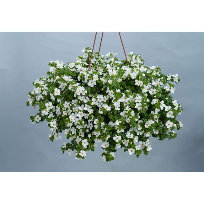 Bacopa Scopia Gulliver White / Bakopa - Bacopa (Sutera Cordata) / Bakopa