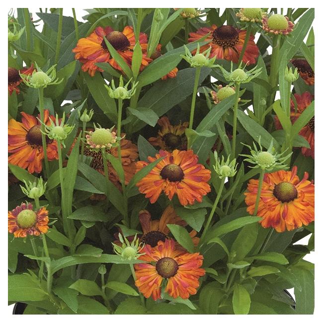 Helenium 'HELIAS Copper Red Exper.' / Napfényvirág - Muskátli- és ...